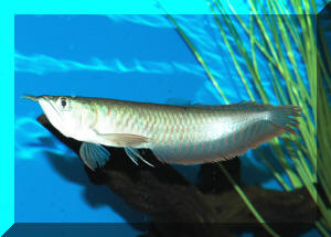 The Bony-Tongue Fishes called Arowanas, Arapaima and Featherback Knifefishes In Aquariums